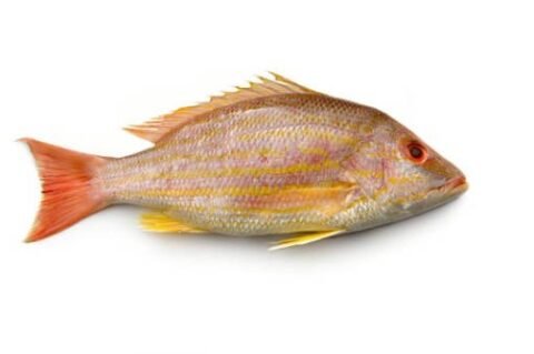Lane Snapper | Netuno USA | Seafood Wholesale